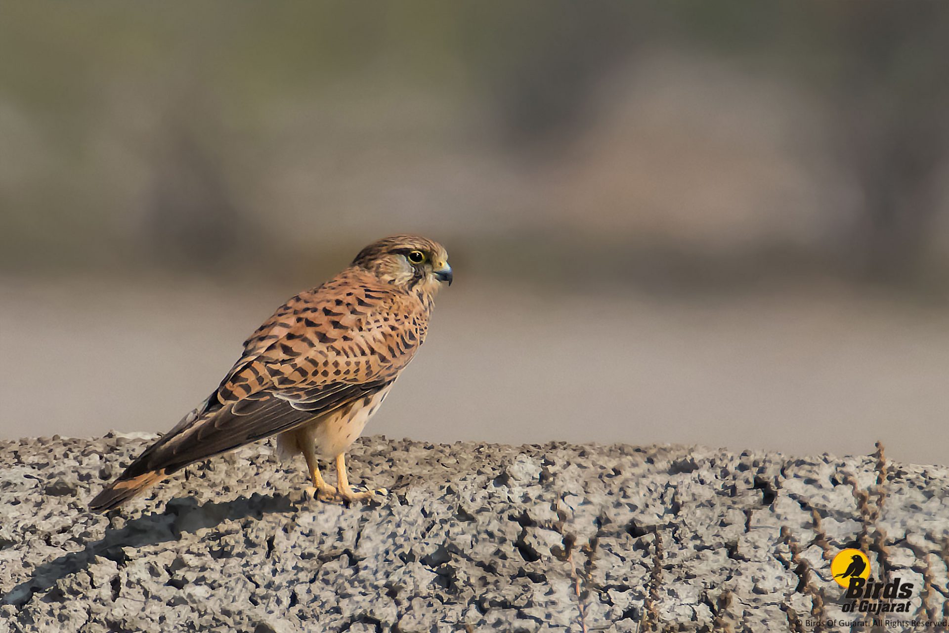 Common Kestrel (Falco tinnunculus) | Birds of Gujarat