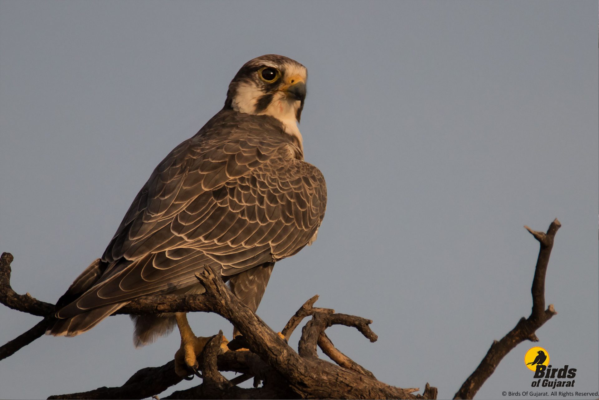 Laggar Falcon (Falco jugger) | Birds of Gujarat