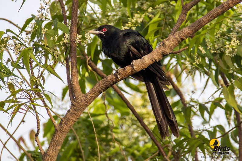 Asian koel (Eudynamys scolopaceus) | Birds of Gujarat