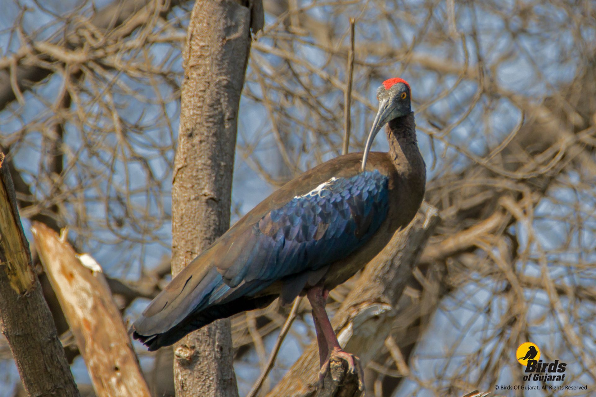 Black Ibis (Pseudibis papillosa) | Birds of Gujarat