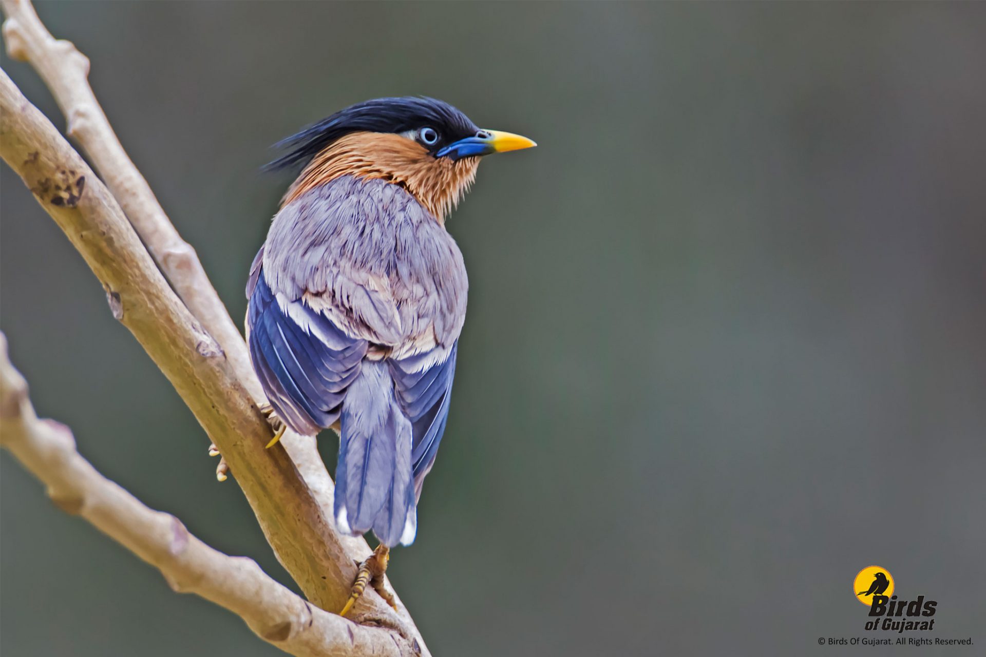 Brahminy Starling (Sturnia pagodarum) | Birds of Gujarat