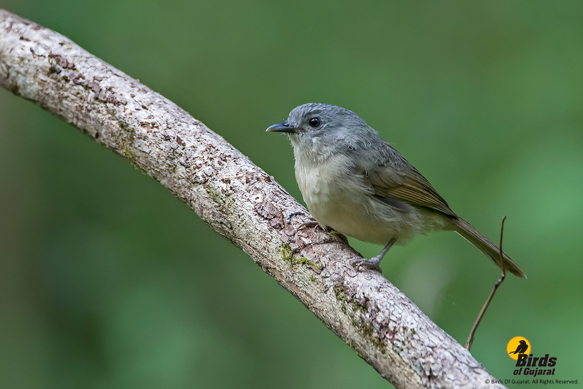 Brown-cheeked Fulvetta (Alcippe poioicephala) | Birds of Gujarat