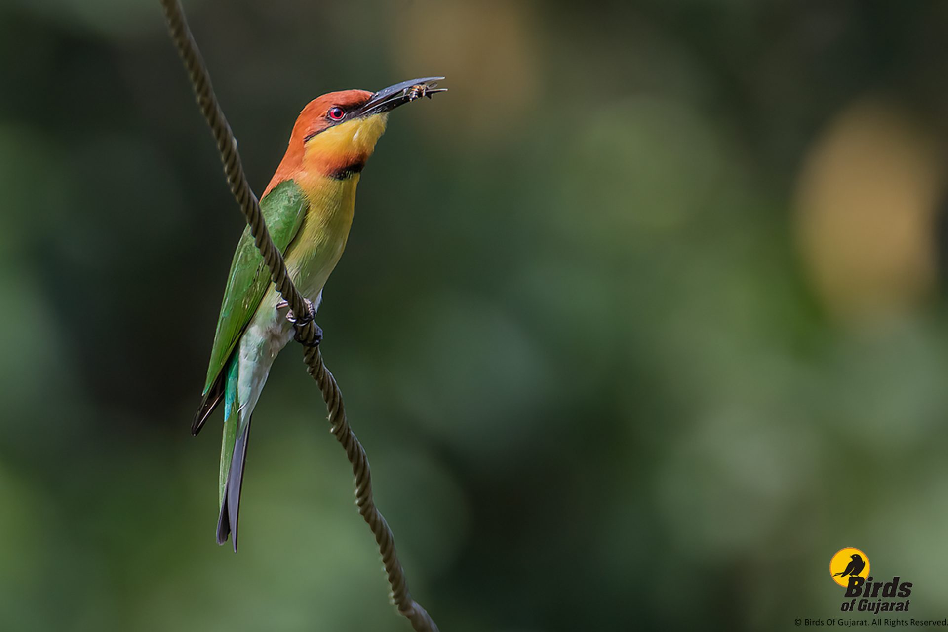 Chestnut-headed Bee-eater (Merops leschenaulti) | Birds of Gujarat