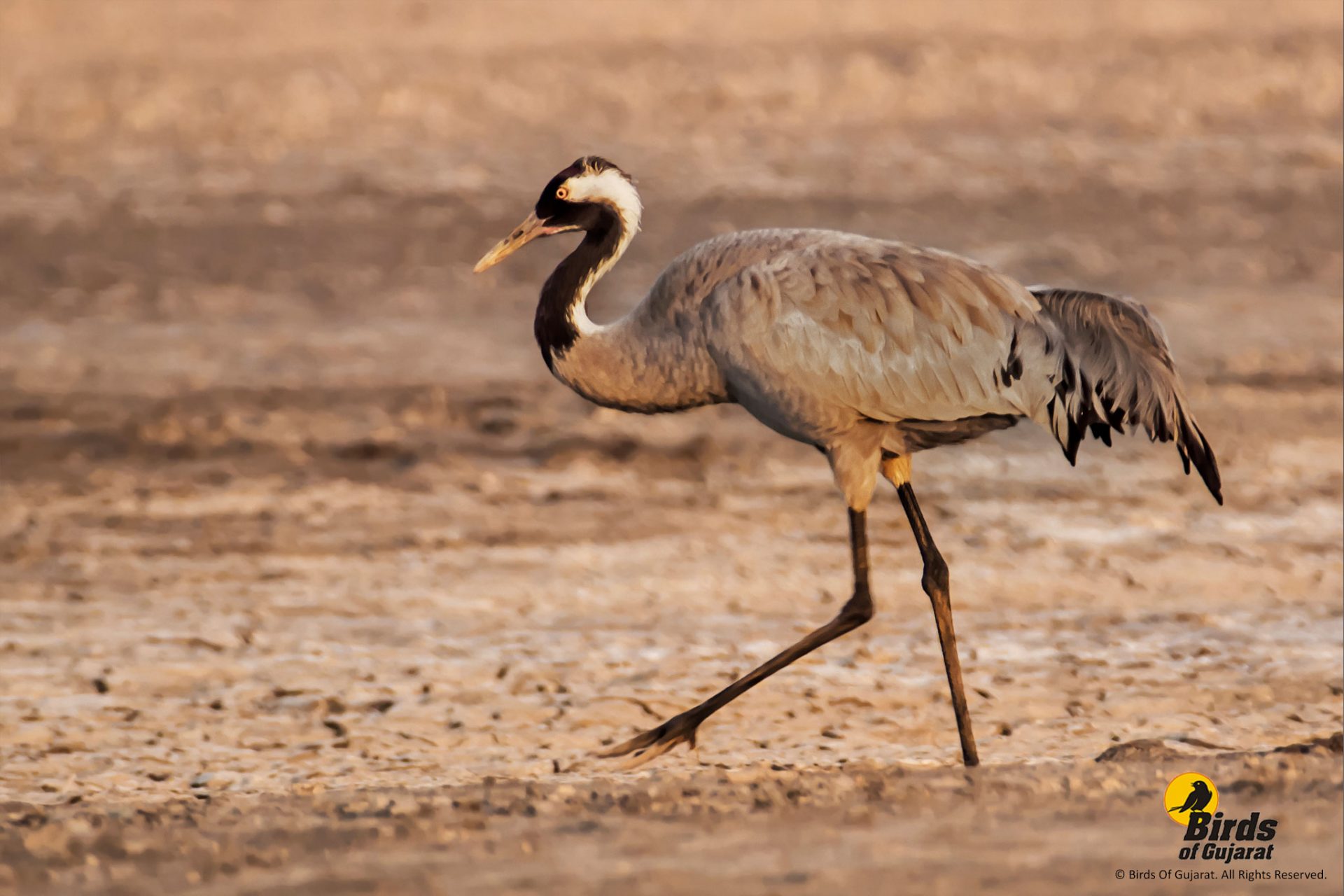 Common Crane (Grus grus) | Birds of Gujarat