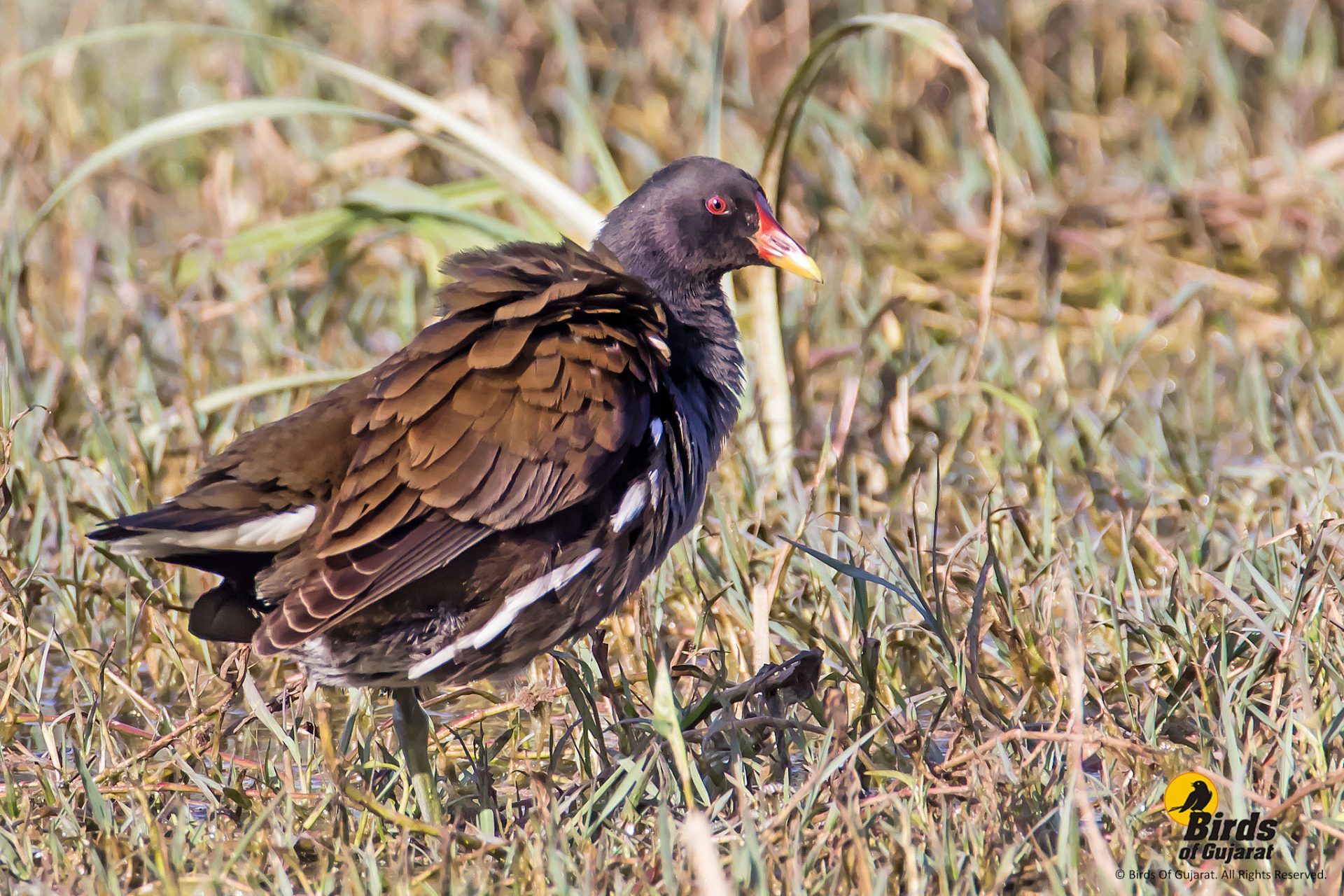 Common moorhen (Gallinula chloropus) | Birds of Gujarat
