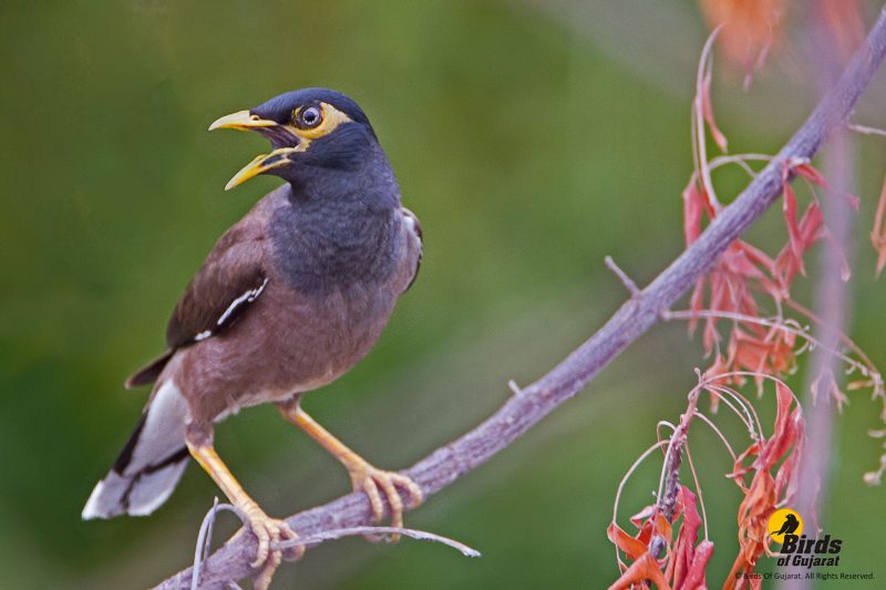Common Myna (Acridotheres tristis) | Birds of Gujarat