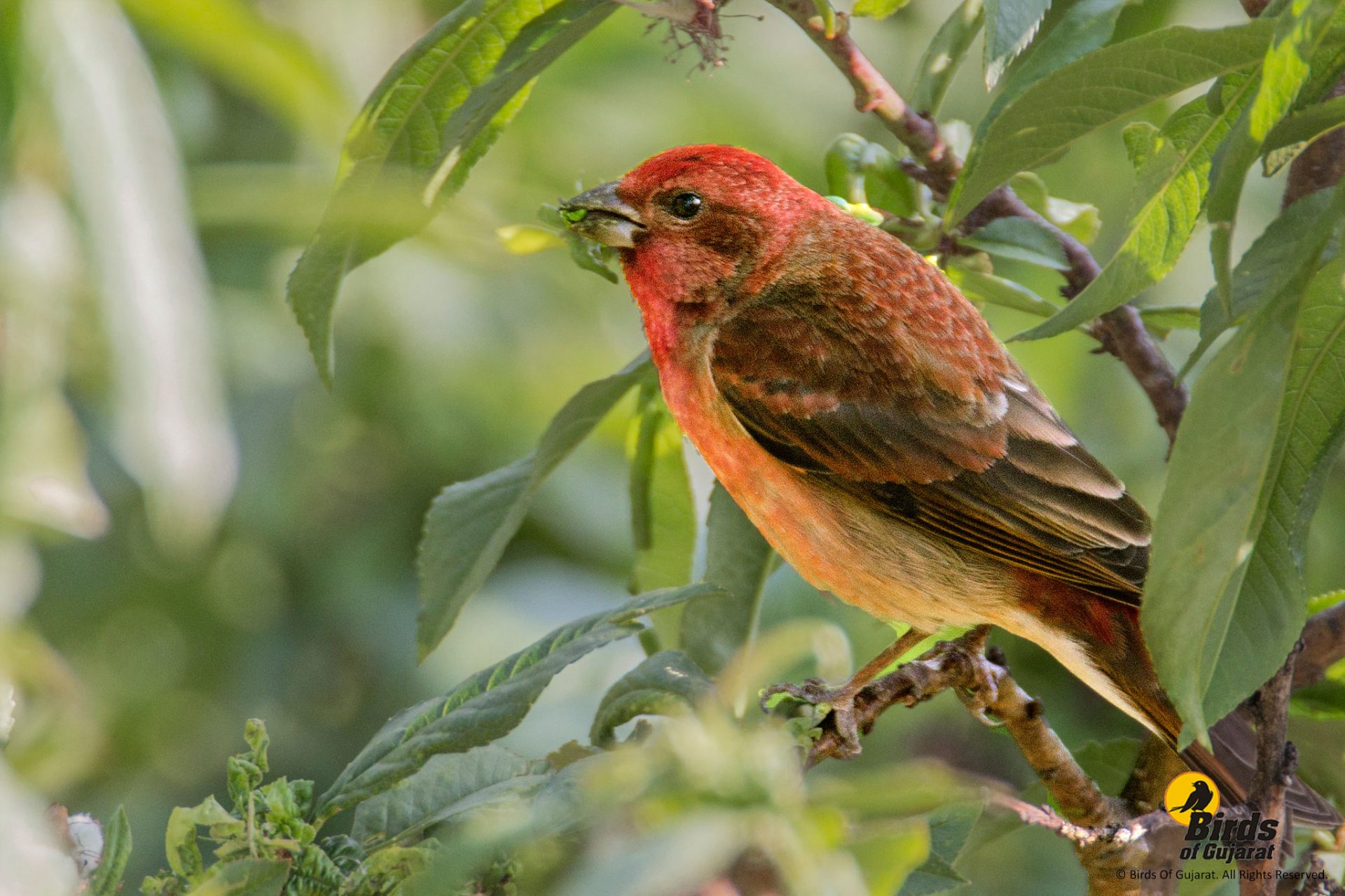 Common Rosefinch (Carpodacus erythrinus) | Birds of Gujarat