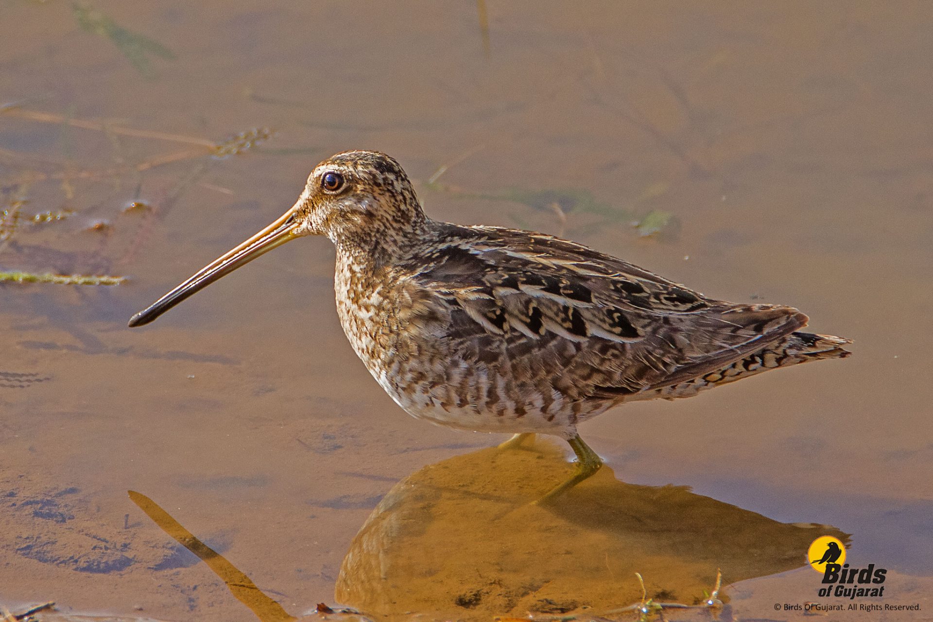 Common Snipe (Gallinago gallinago) | Birds of Gujarat