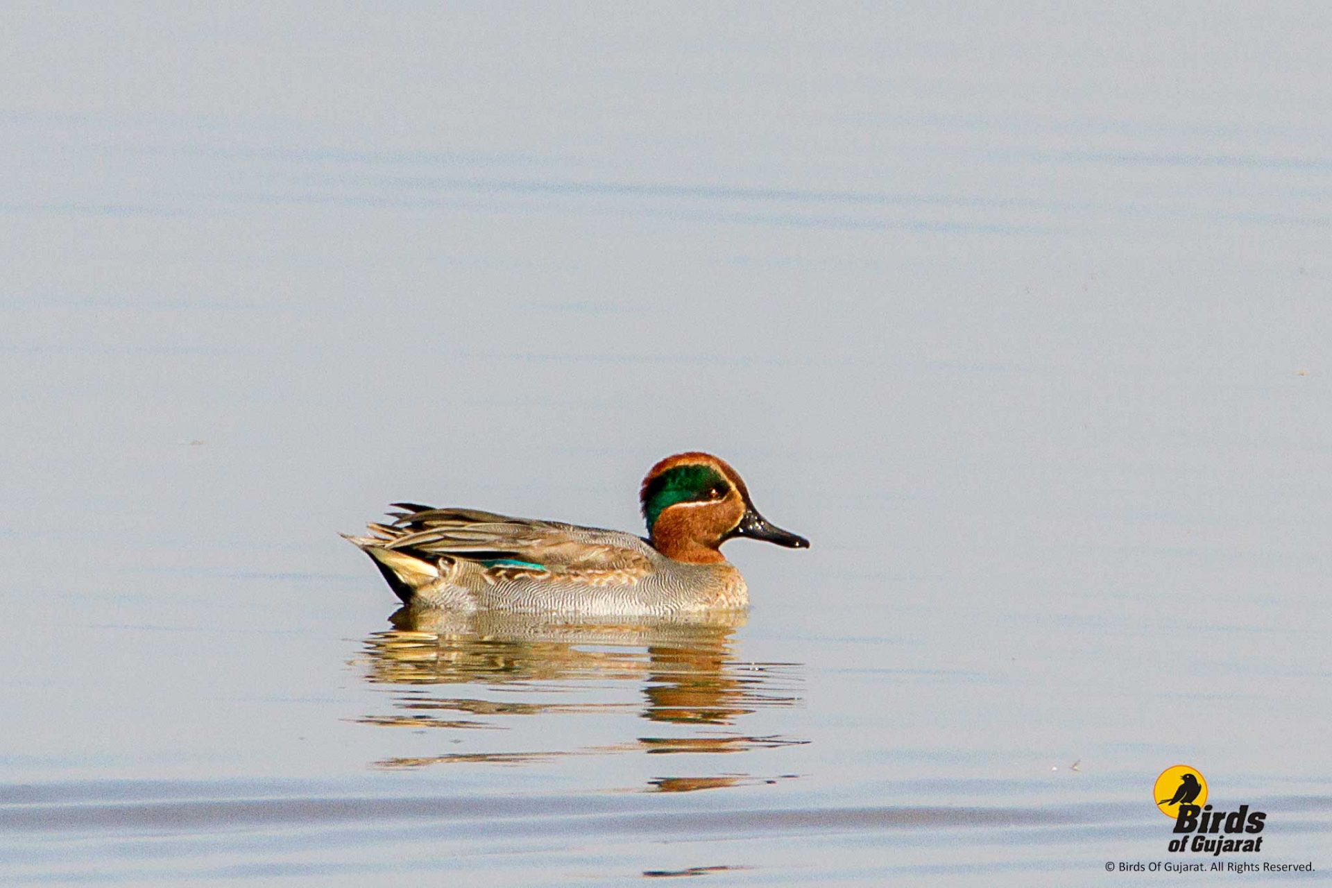 Common Teal (Anas crecca) | Birds of Gujarat