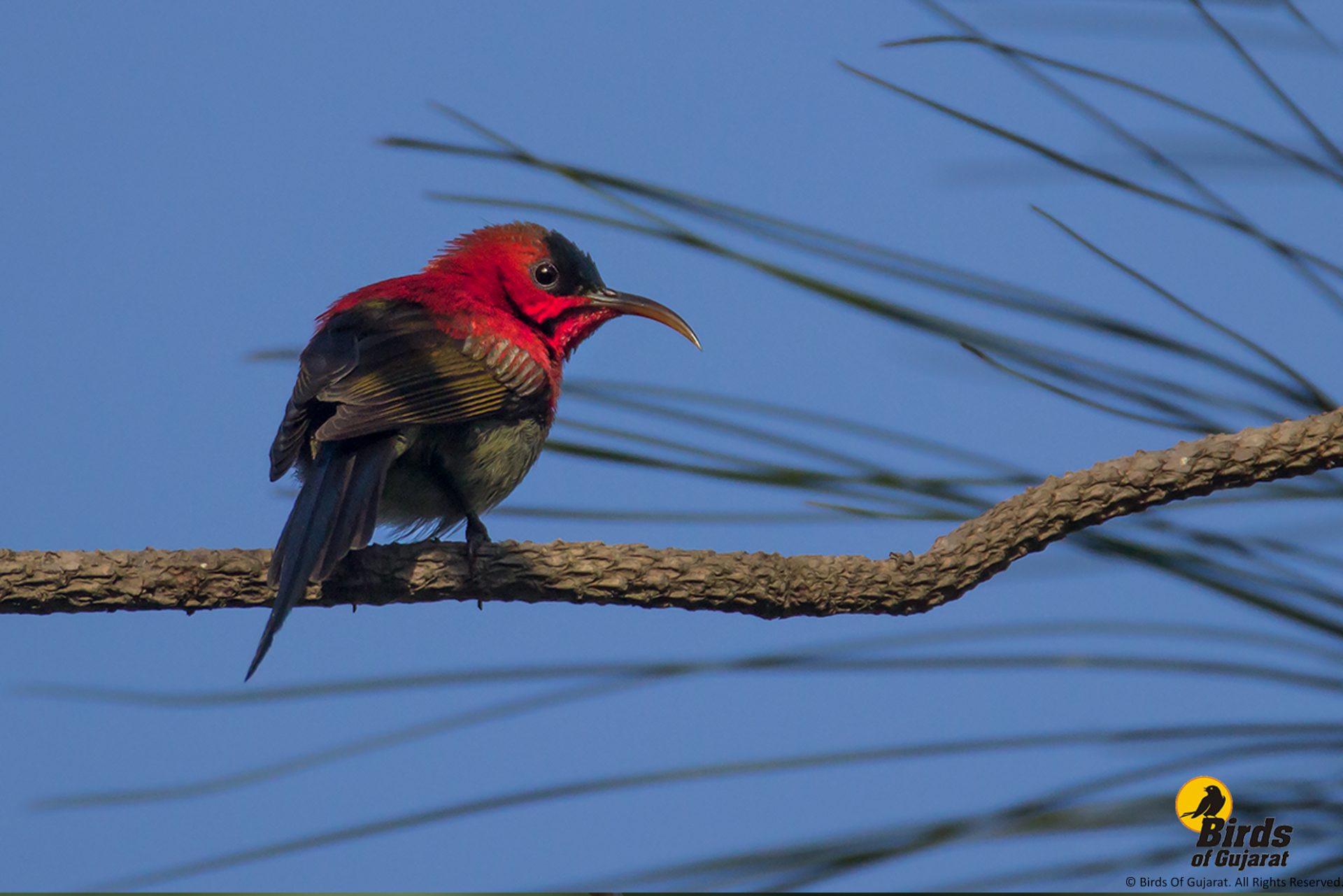 Crimson-backed Sunbird (Leptocoma minima) | Birds of Gujarat