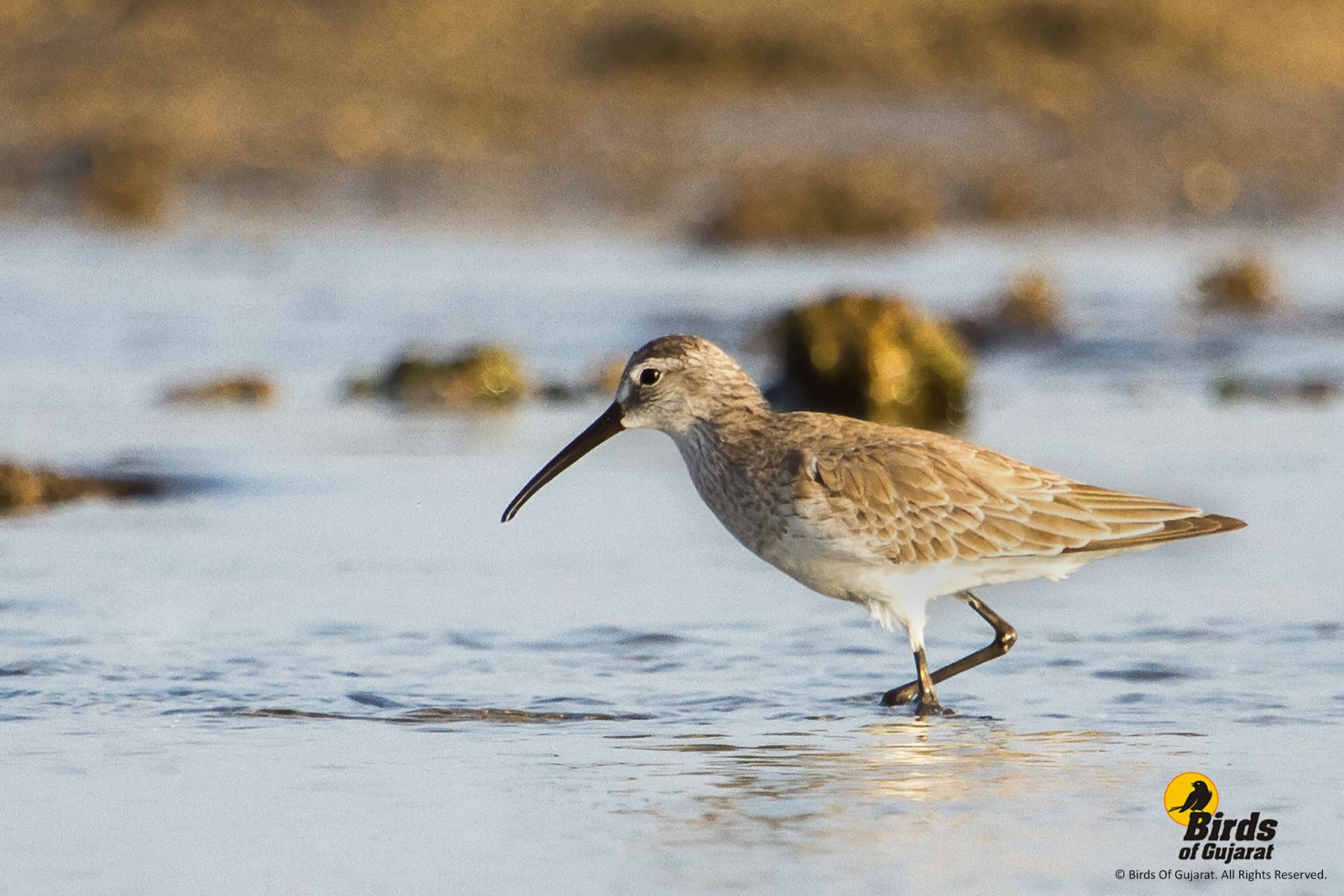 Common Snipe (Gallinago gallinago) | Birds of Gujarat
