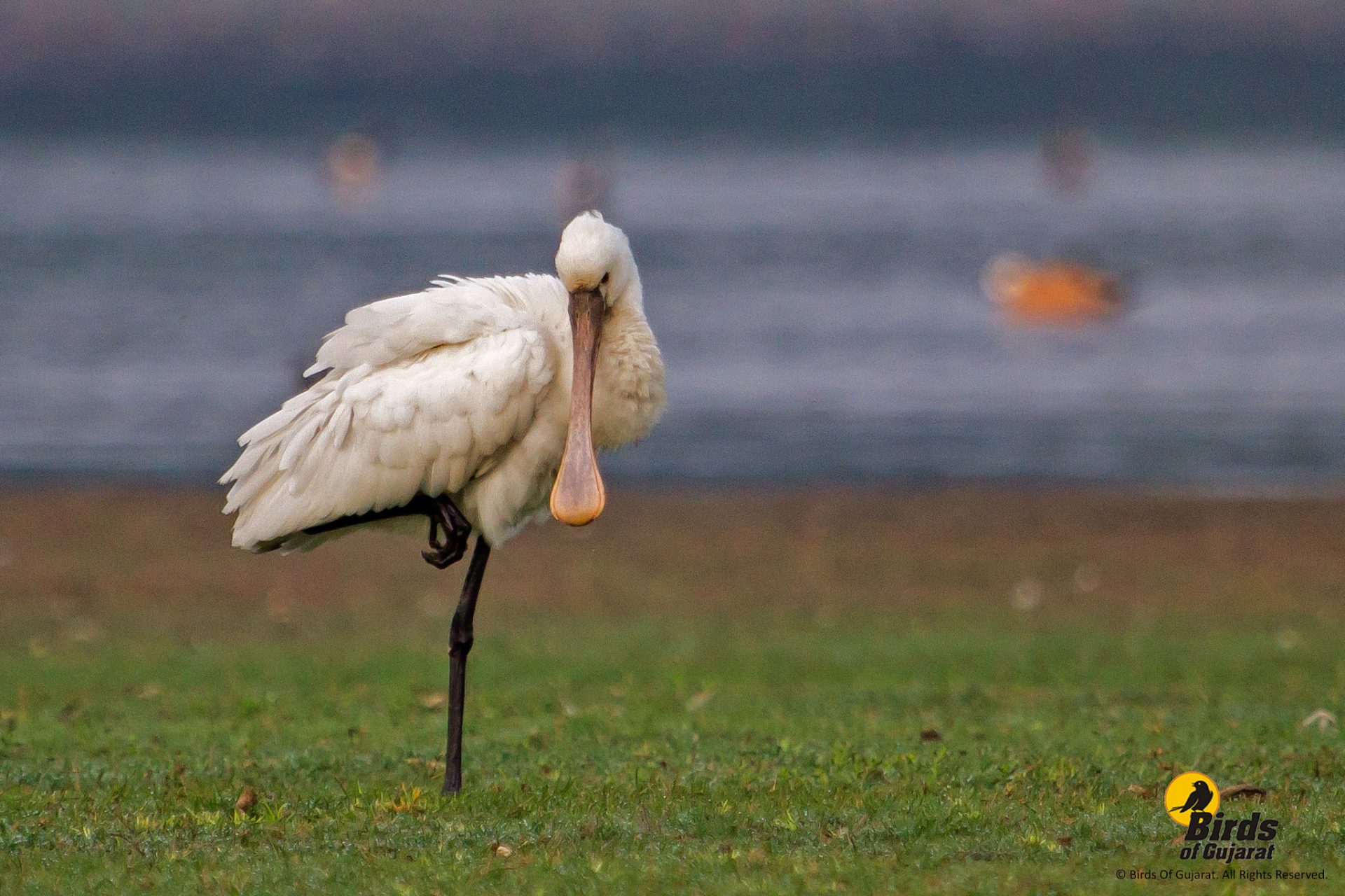 Eurasian Spoonbill (Platalea leucorodia) | Birds of Gujarat