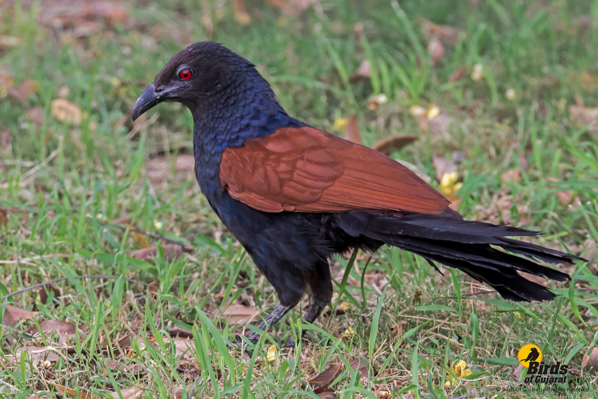 Asian koel (Eudynamys scolopaceus) | Birds of Gujarat