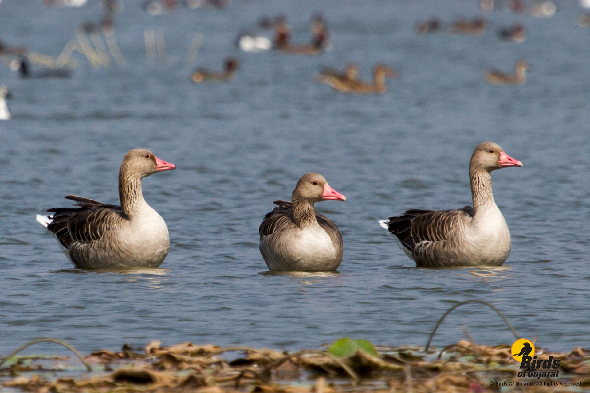 Greylag Goose (Anser anser) | Birds of Gujarat
