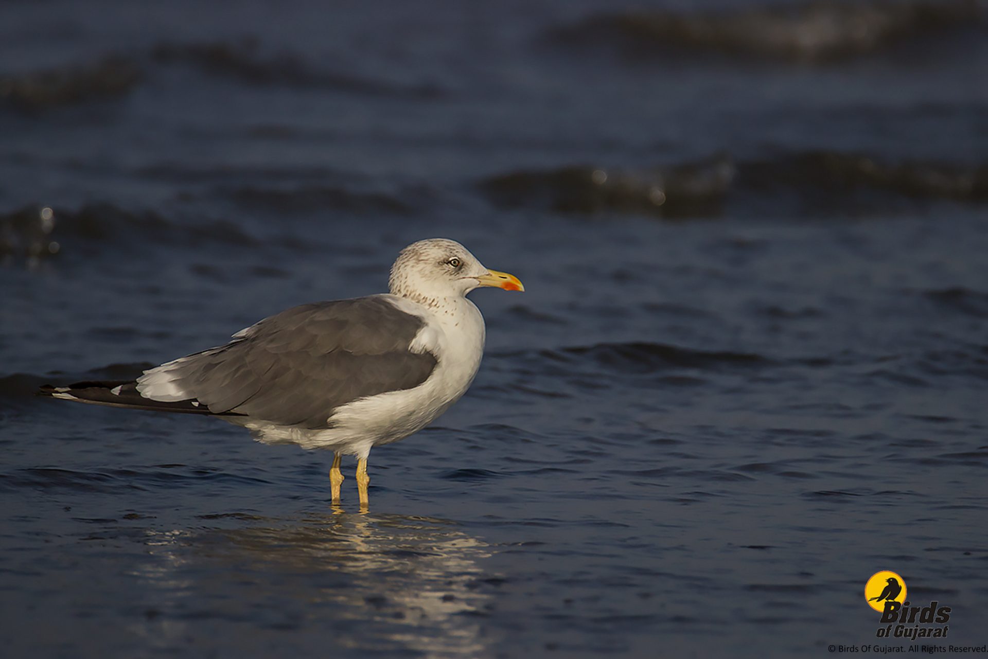 Heuglin's Gull (Larus fuscus heuglini) | Birds of Gujarat