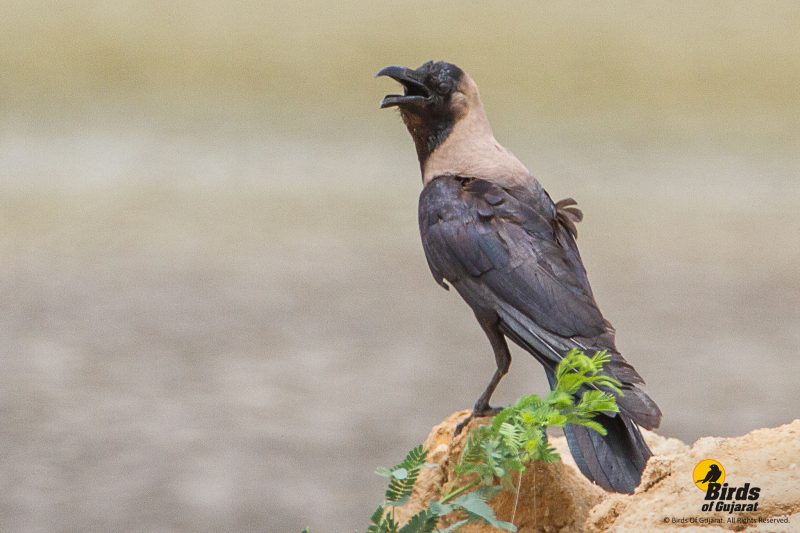 Indian Jungle Crow (Corvus macrorhynchos culminates) | Birds of Gujarat