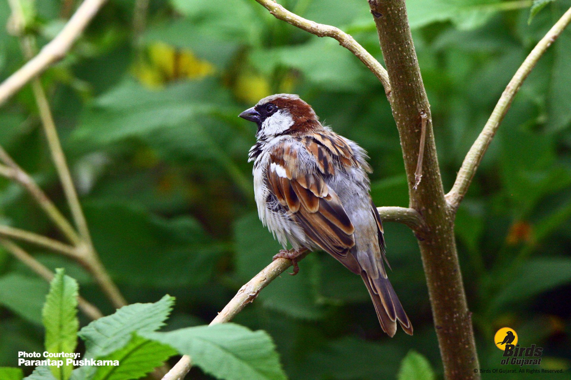 House Sparrow (Passer domesticus) | Birds of Gujarat