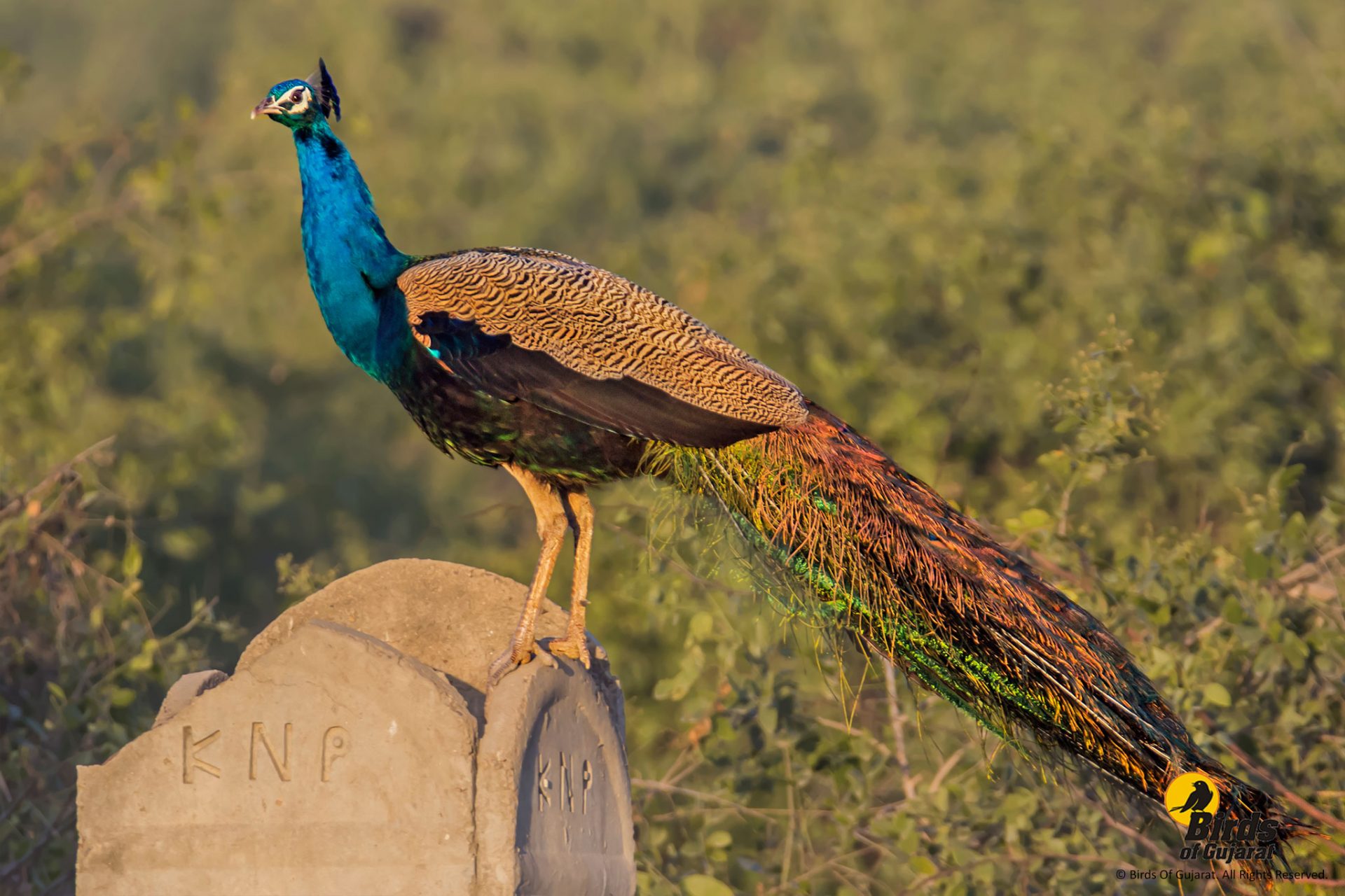 Indian Peafowl (Pavo cristatus) | Birds of Gujarat