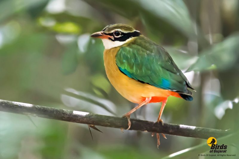 Indian pitta (Pitta brachyuran) | Birds of Gujarat
