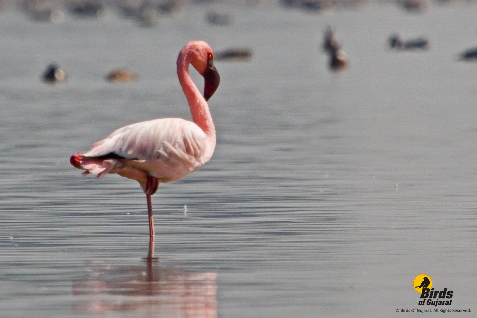 Lesser Flamingo (Phoeniconaias minor) | Birds of Gujarat