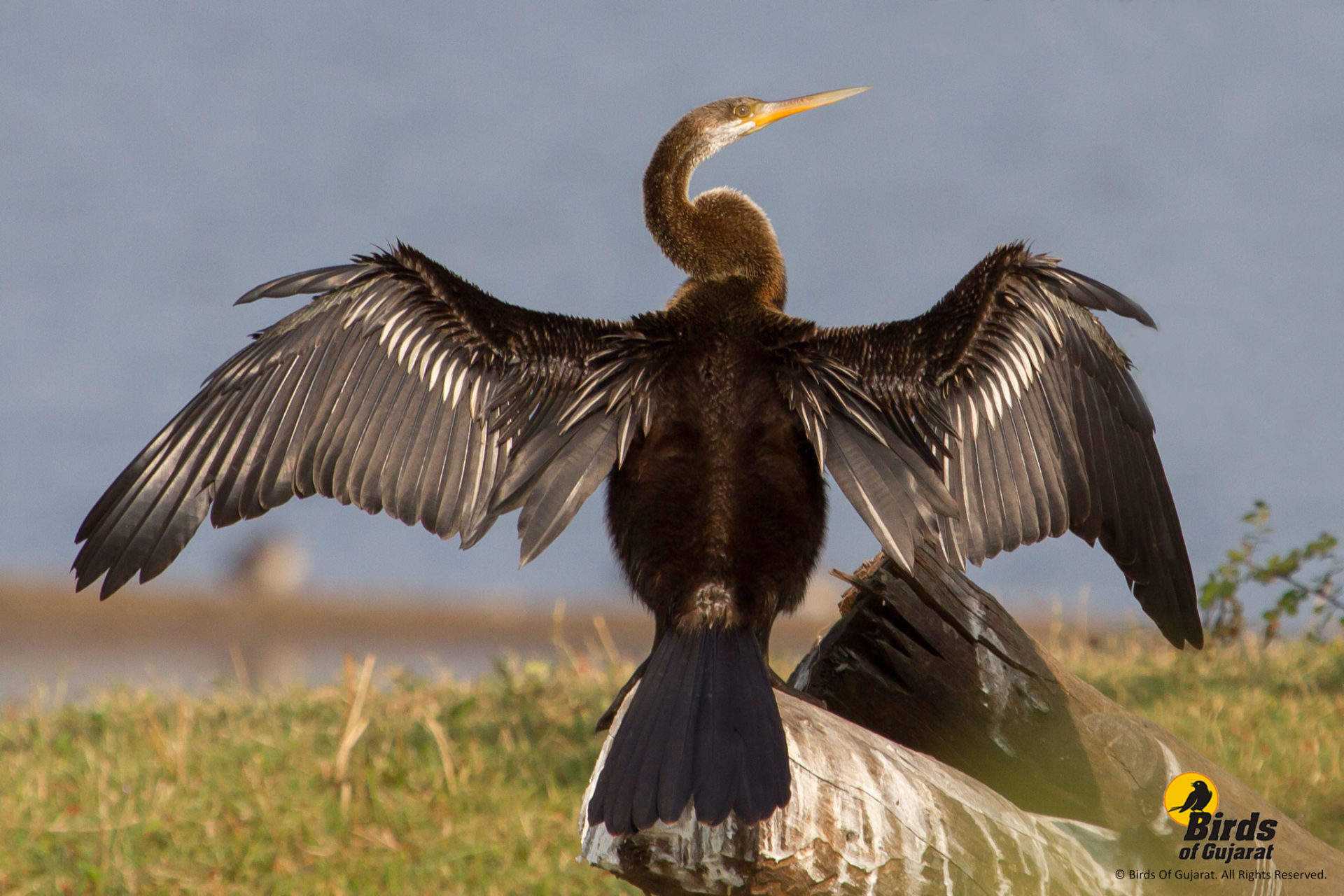 Oriental Darter (Anhinga melanogaster) | Birds of Gujarat Online