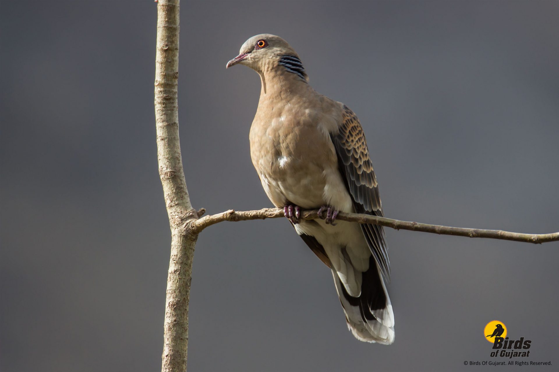 Oriental Turtle Dove (Streptopelia orientalis) | Birds of Gujarat