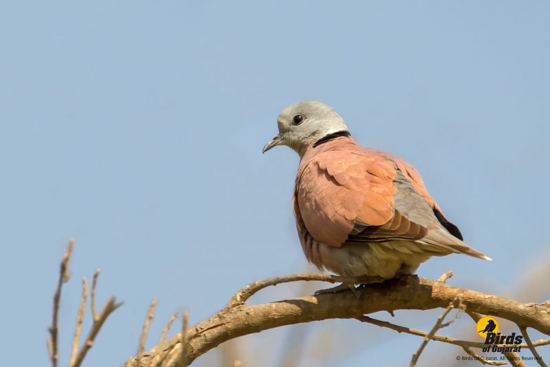 Red Collared Dove (Streptopelia tranquebarica) | Birds of Gujarat