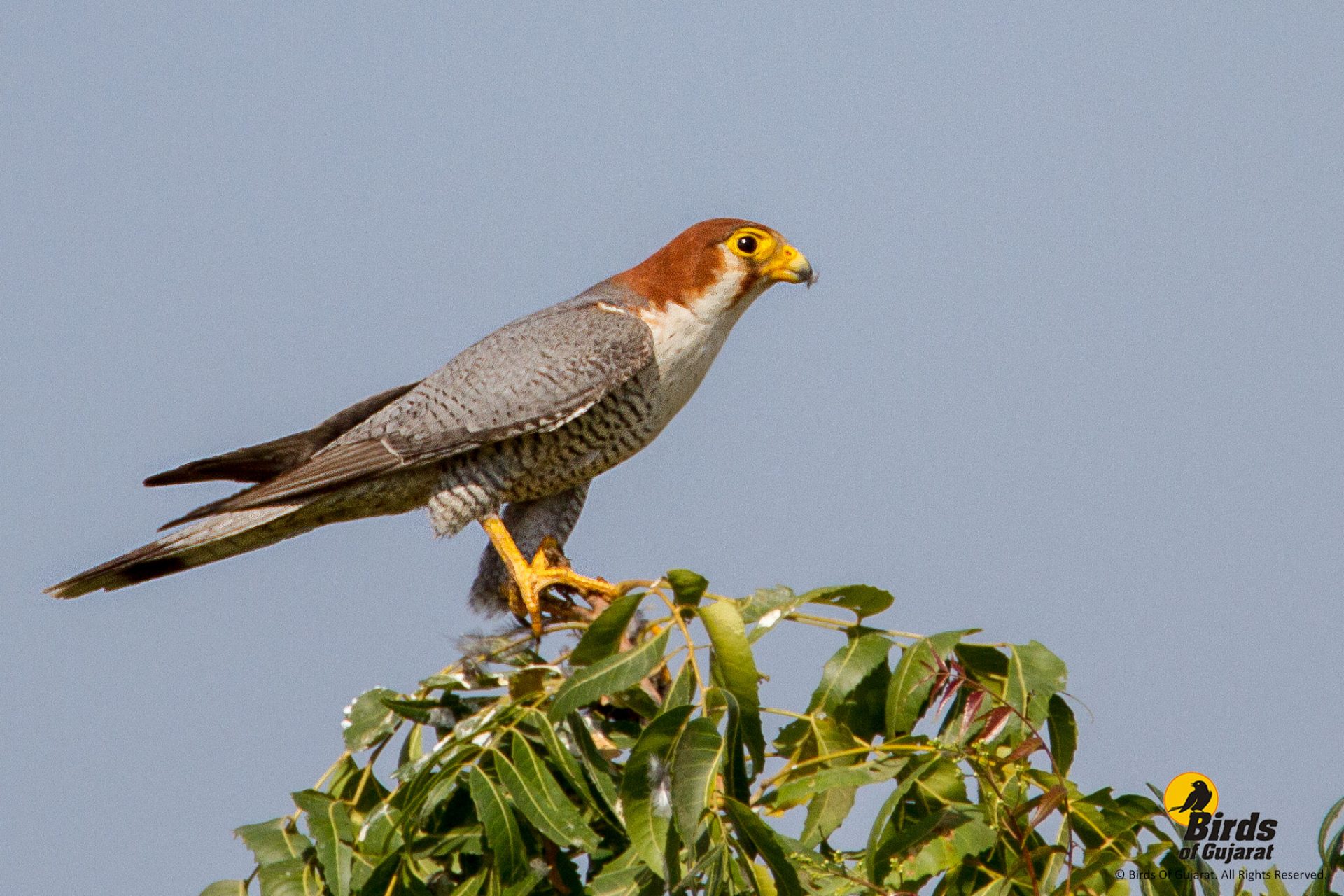 Red-necked Falcon (Falco chicquera) | Birds of Gujarat