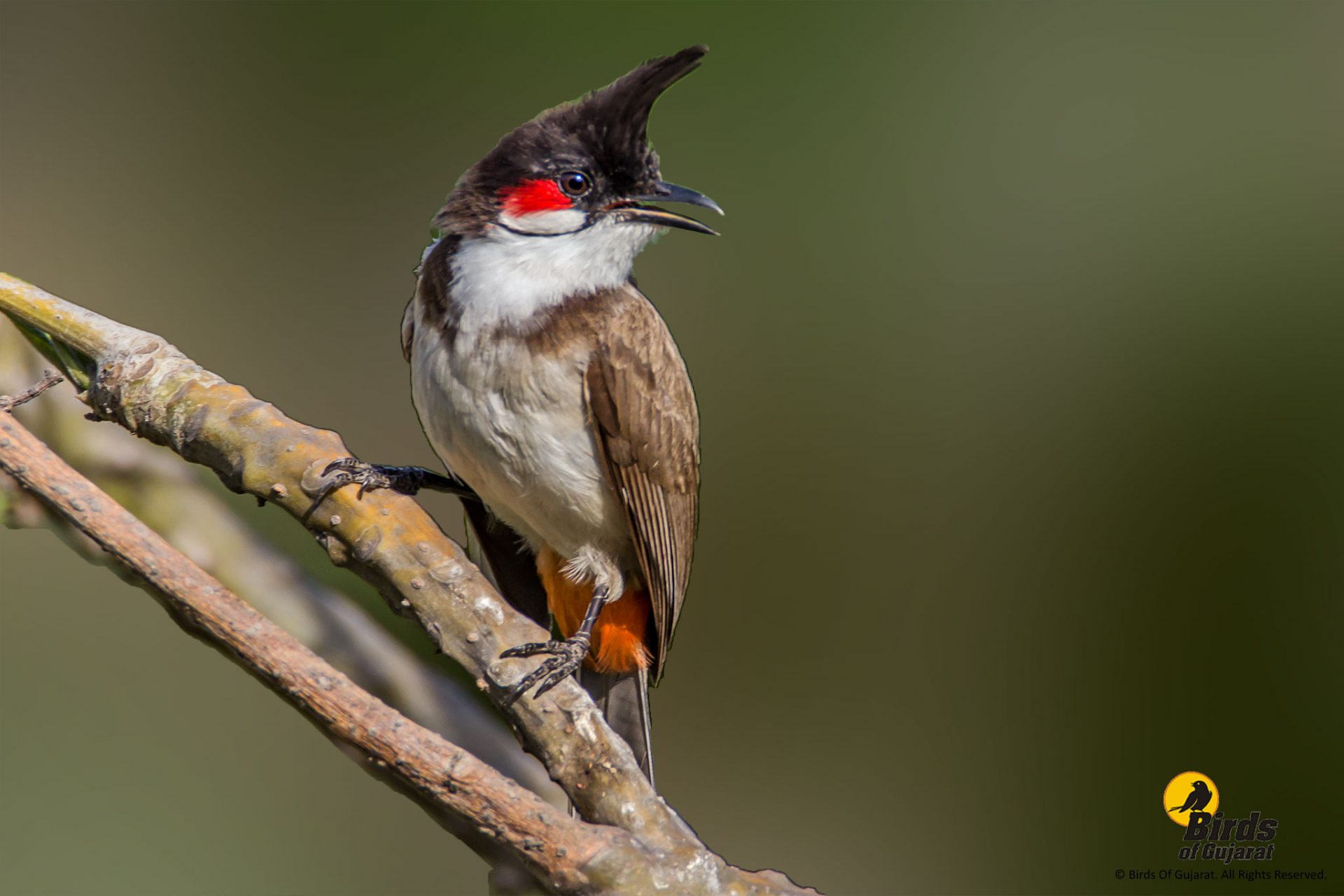 Red-whiskered Bulbul (Pycnonotus jocosus) | Birds of Gujarat