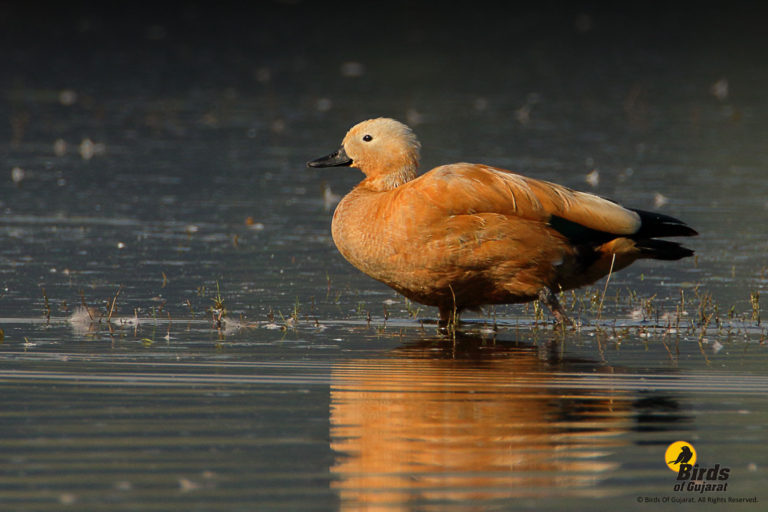 Ruddy Shelduck (Tadorna ferruginea) | Birds of Gujarat