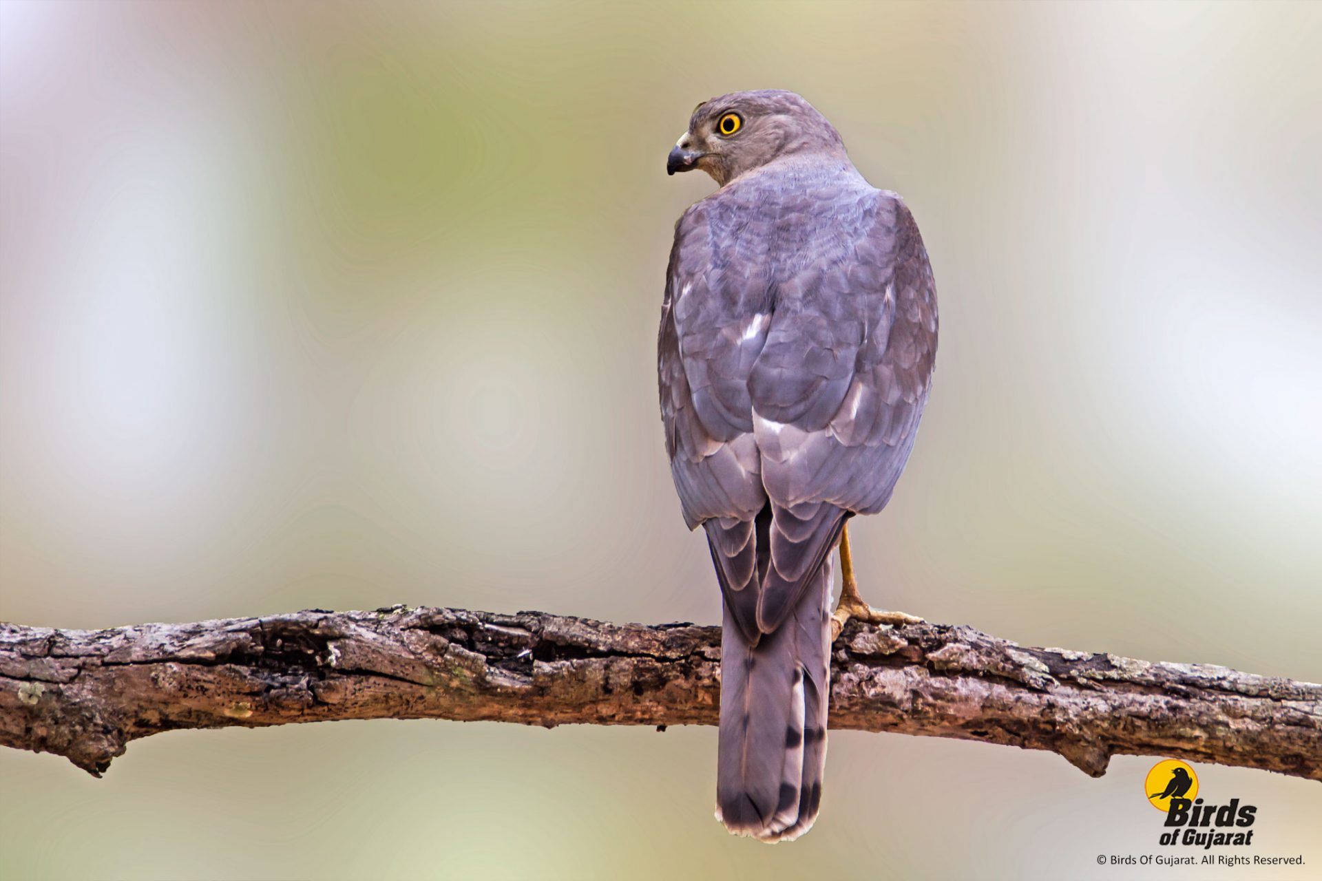 Shikra (Accipiter badius) | Birds of Gujarat