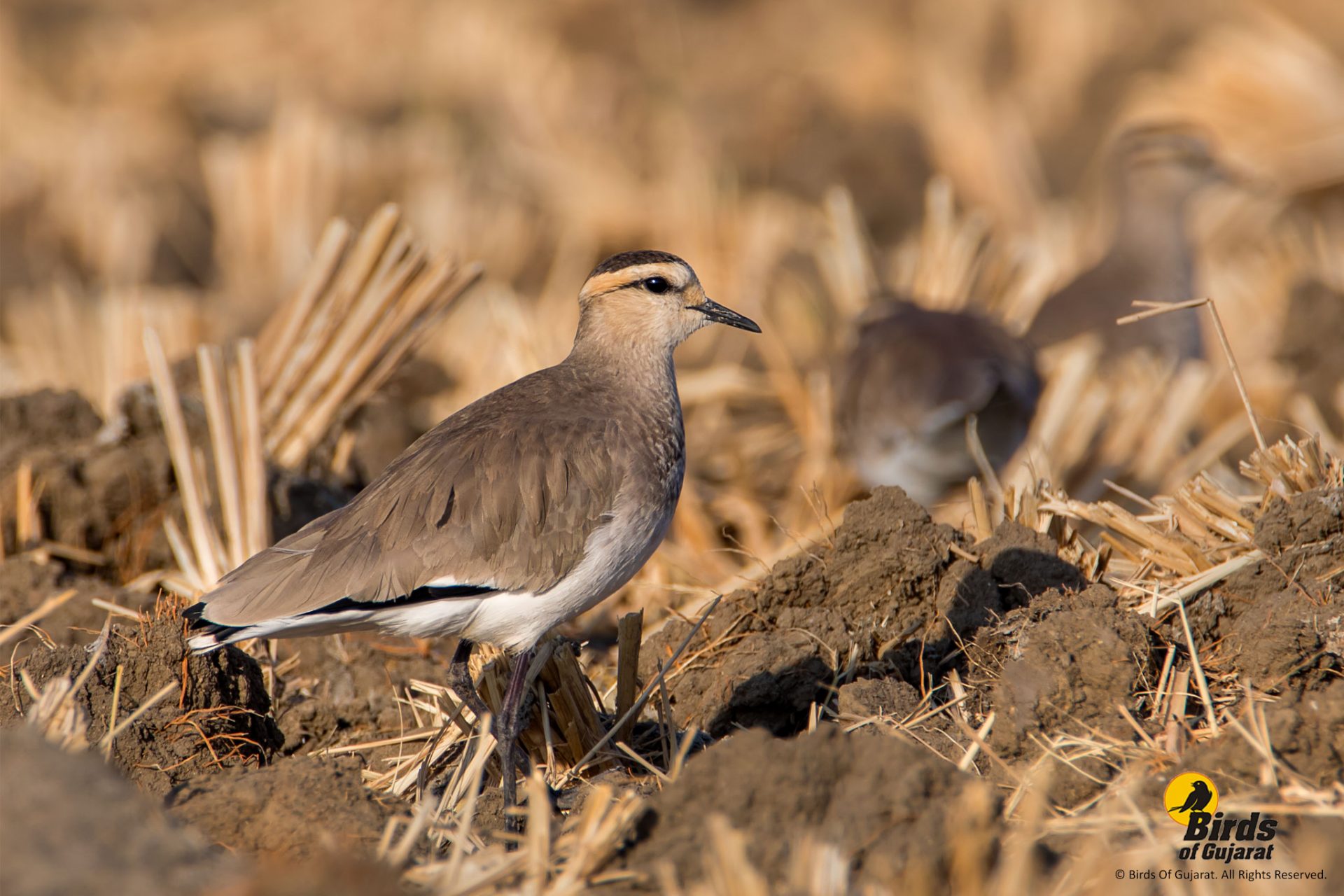 Sociable Lapwing (Vanellus gregarius) | Birds of Gujarat