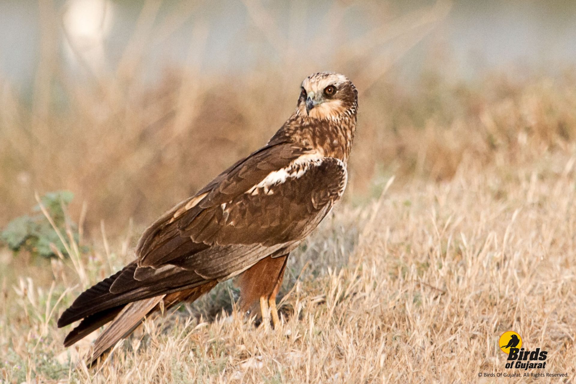 Western Marsh Harrier (Circus aeruginosus) | Birds of Gujarat