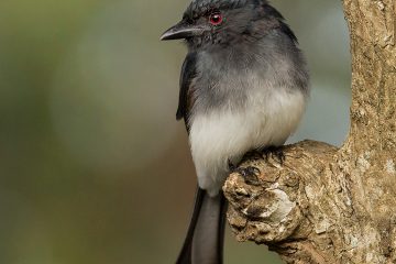 Ashy Drongo (Dicrurus leucophaeus) | Birds of Gujarat