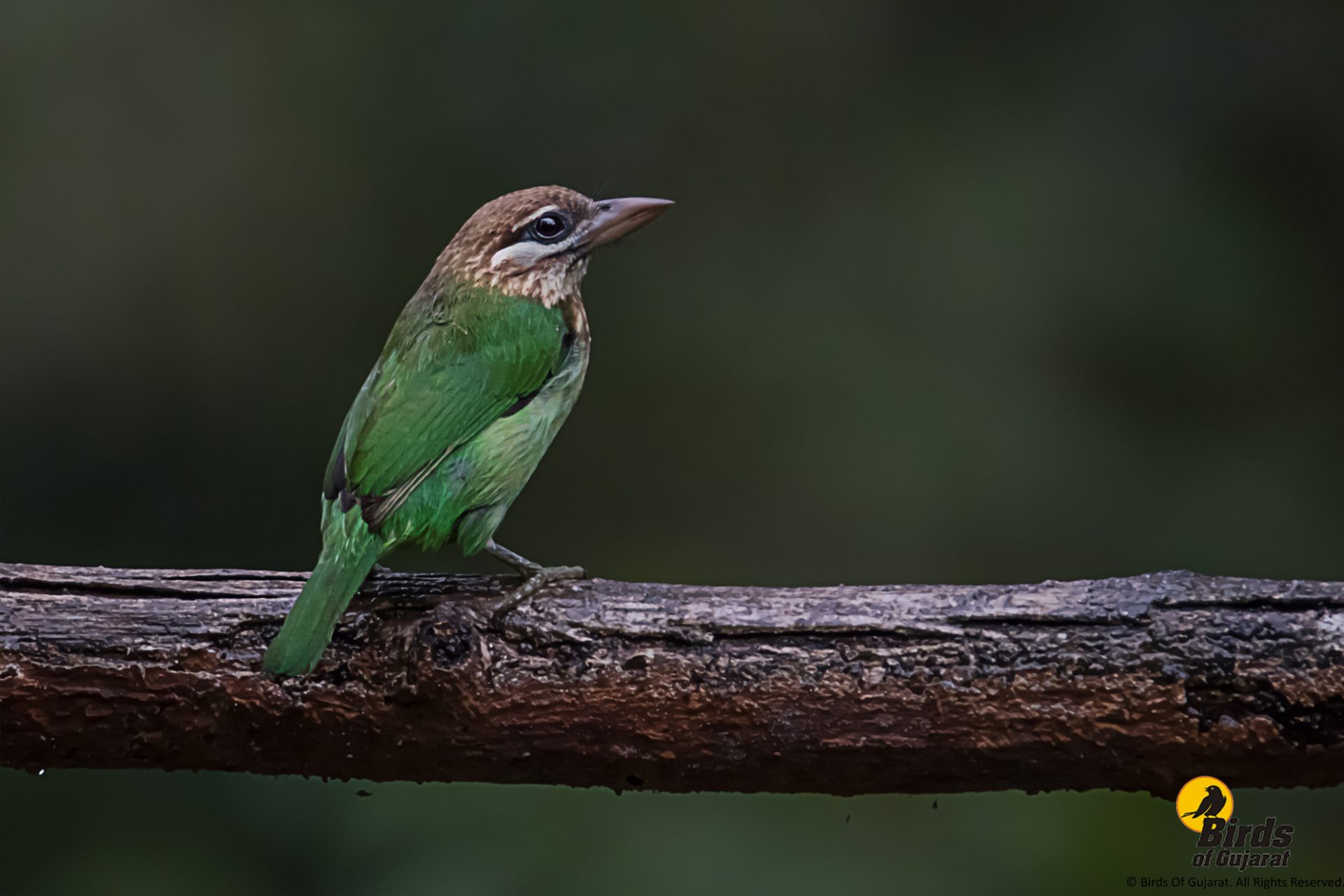 Birds of Gujarat - Database of Birds in Gujarat, India
