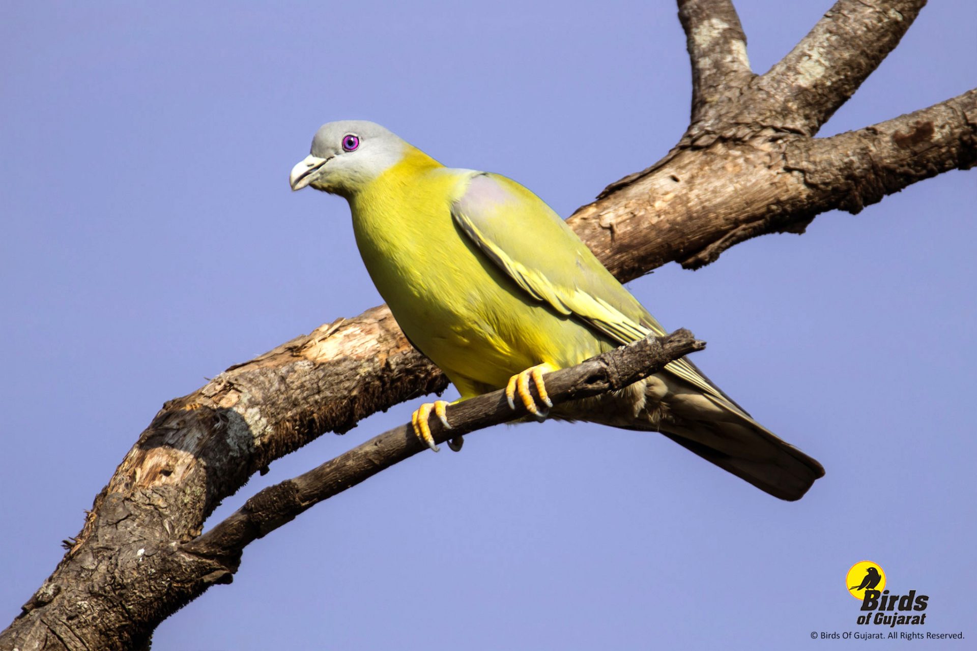 Yellow-footed Green Pigeon (Treron phoenicoptera) | Birds of Gujarat