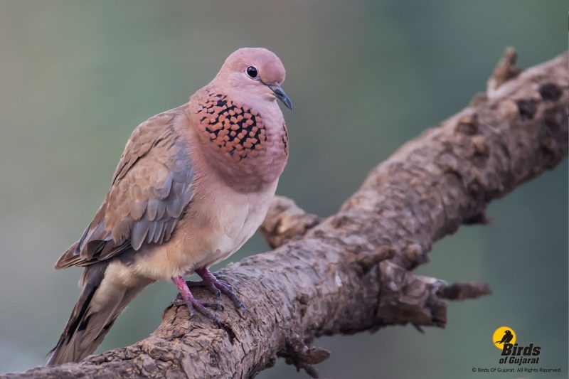 Laughing Dove (Spilopelia senegalensis) | Birds of Gujarat